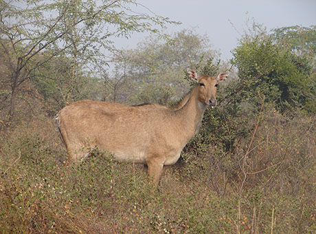 Asola Bhati Wildlife Santuary