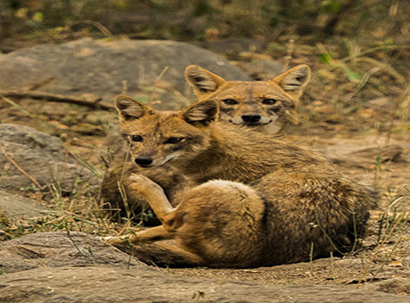 Asola Bhati Wildlife Santuary