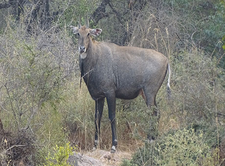 Asola Bhati Wildlife Santuary