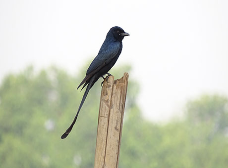 Asola Bhati Wildlife Santuary