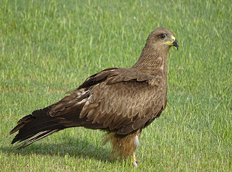 Asola Bhati Wildlife Santuary