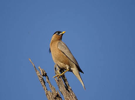 Asola Bhati Wildlife Santuary