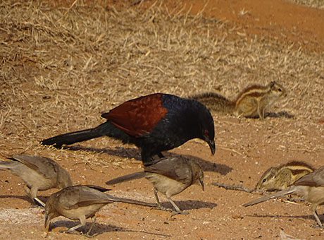 Asola Bhati Wildlife Santuary