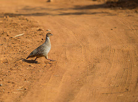 Asola Bhati Wildlife Santuary