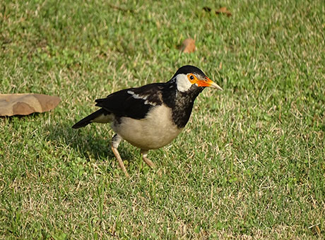 Asola Bhati Wildlife Santuary