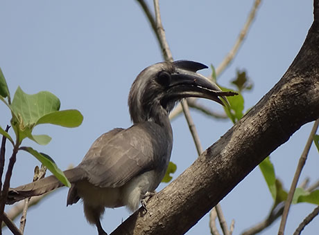 Asola Bhati Wildlife Santuary