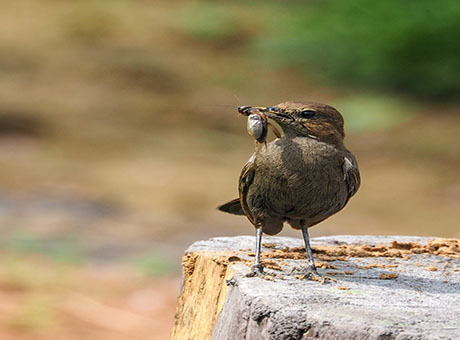 Asola Bhati Wildlife Santuary