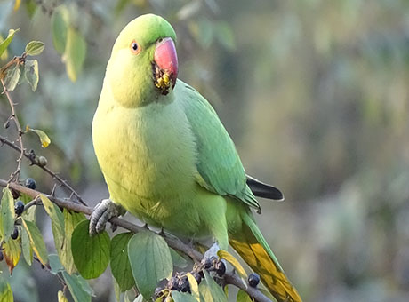 Asola Bhati Wildlife Santuary