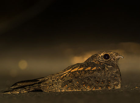 Asola Bhati Wildlife Santuary