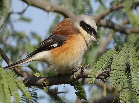 Asola Bhati Wildlife Santuary