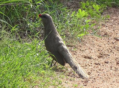 Asola Bhati Wildlife Santuary